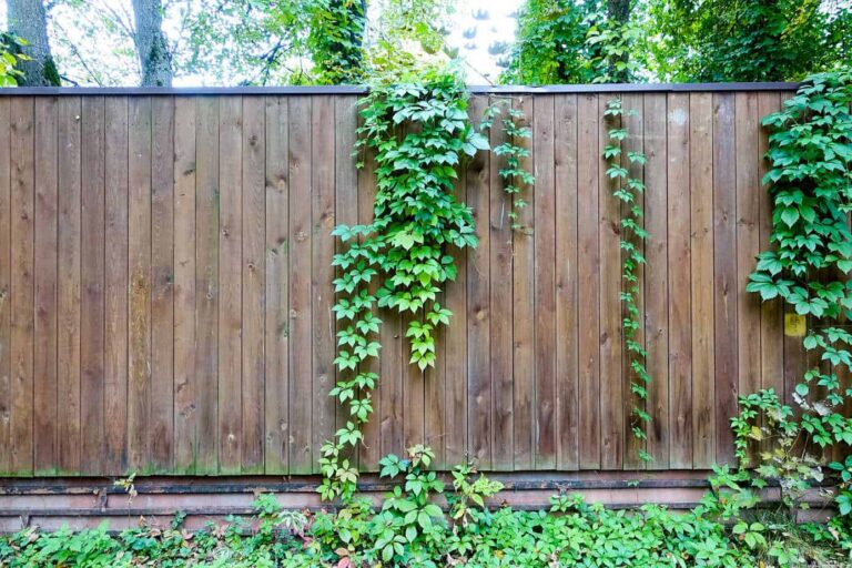 The Pros and Cons of Fence-Friendly Vines